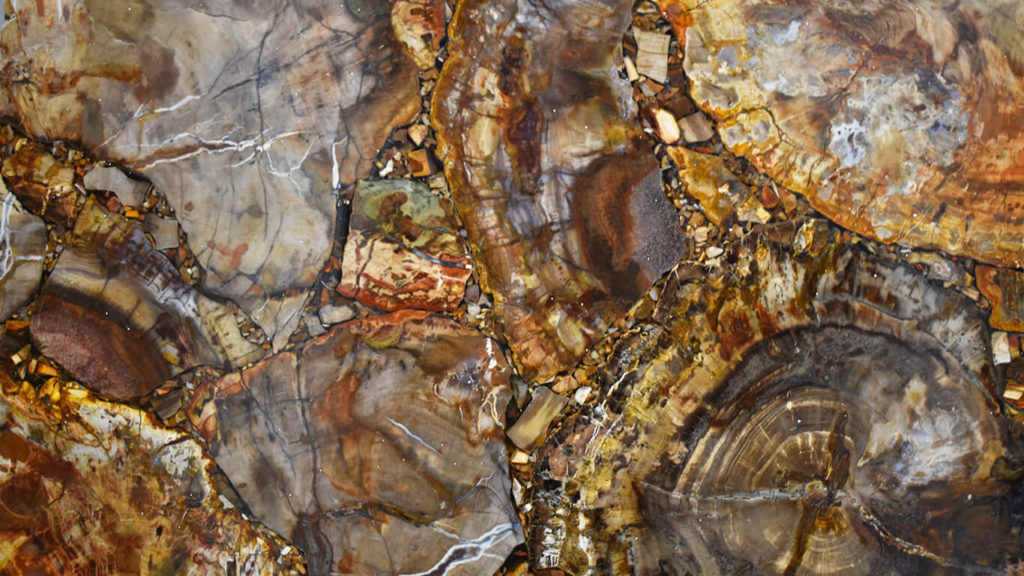 Madera petrificada - Artemarmol Colombia